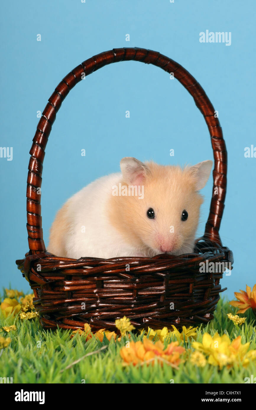 Gold hamster hi-res stock photography and images - Alamy