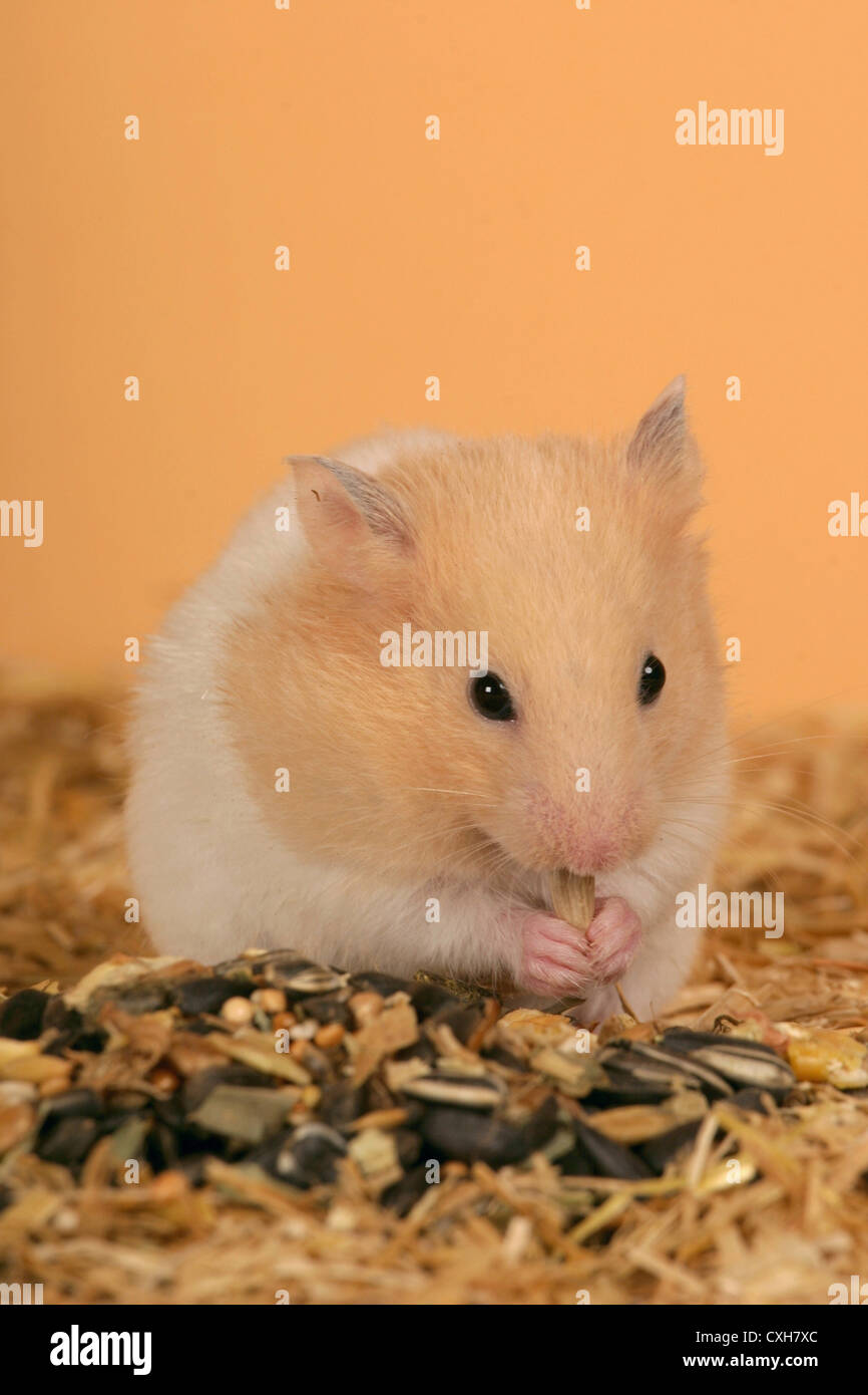 Eating syrian hamster golden hamster hi-res stock photography and ...