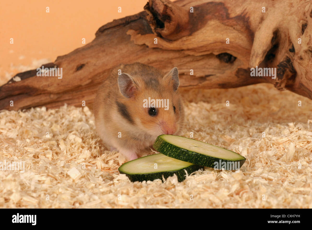Nibbling hamster hi-res stock photography and images - Alamy