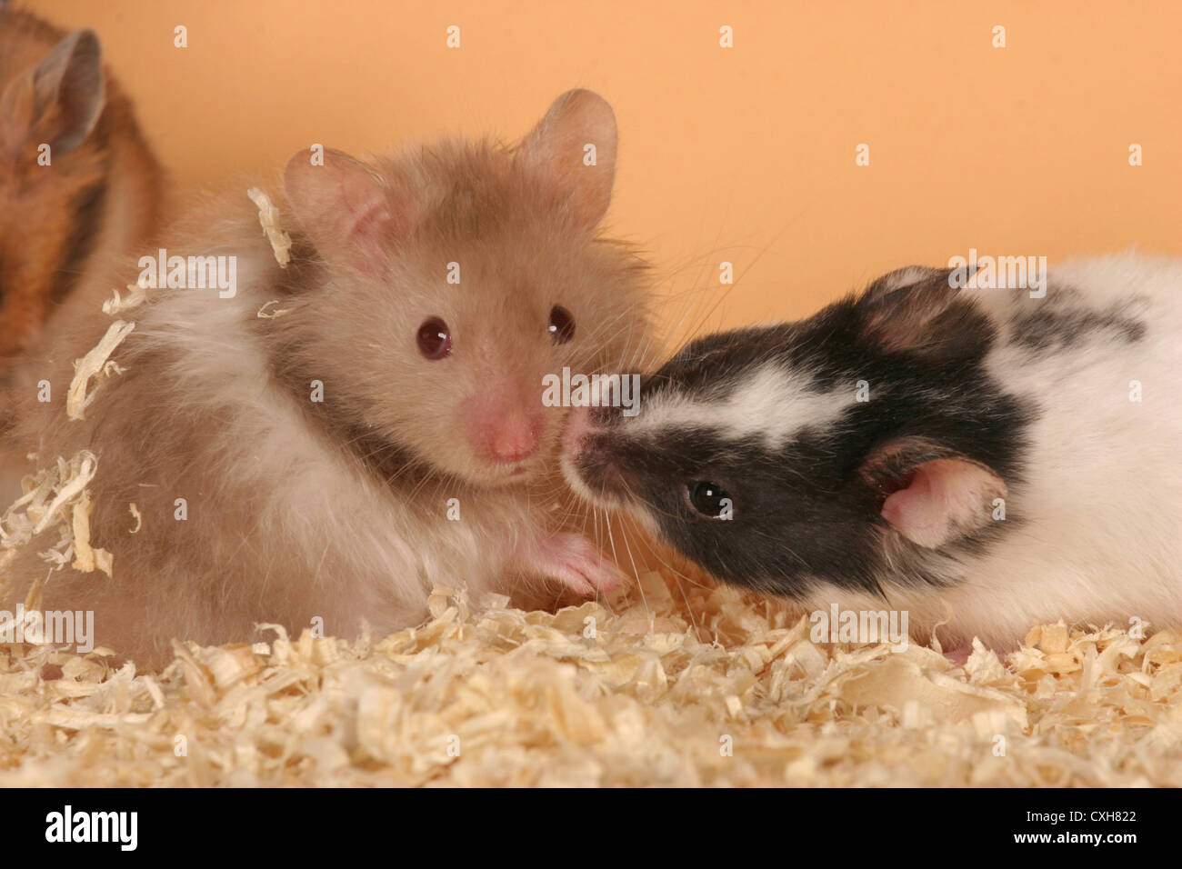 Hamster sniffing hi-res stock photography and images - Alamy