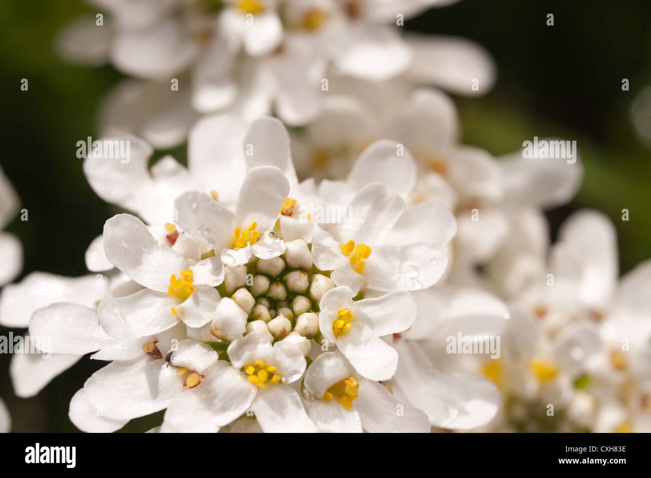 Evergreen candy tuft hi-res stock photography and images - Alamy