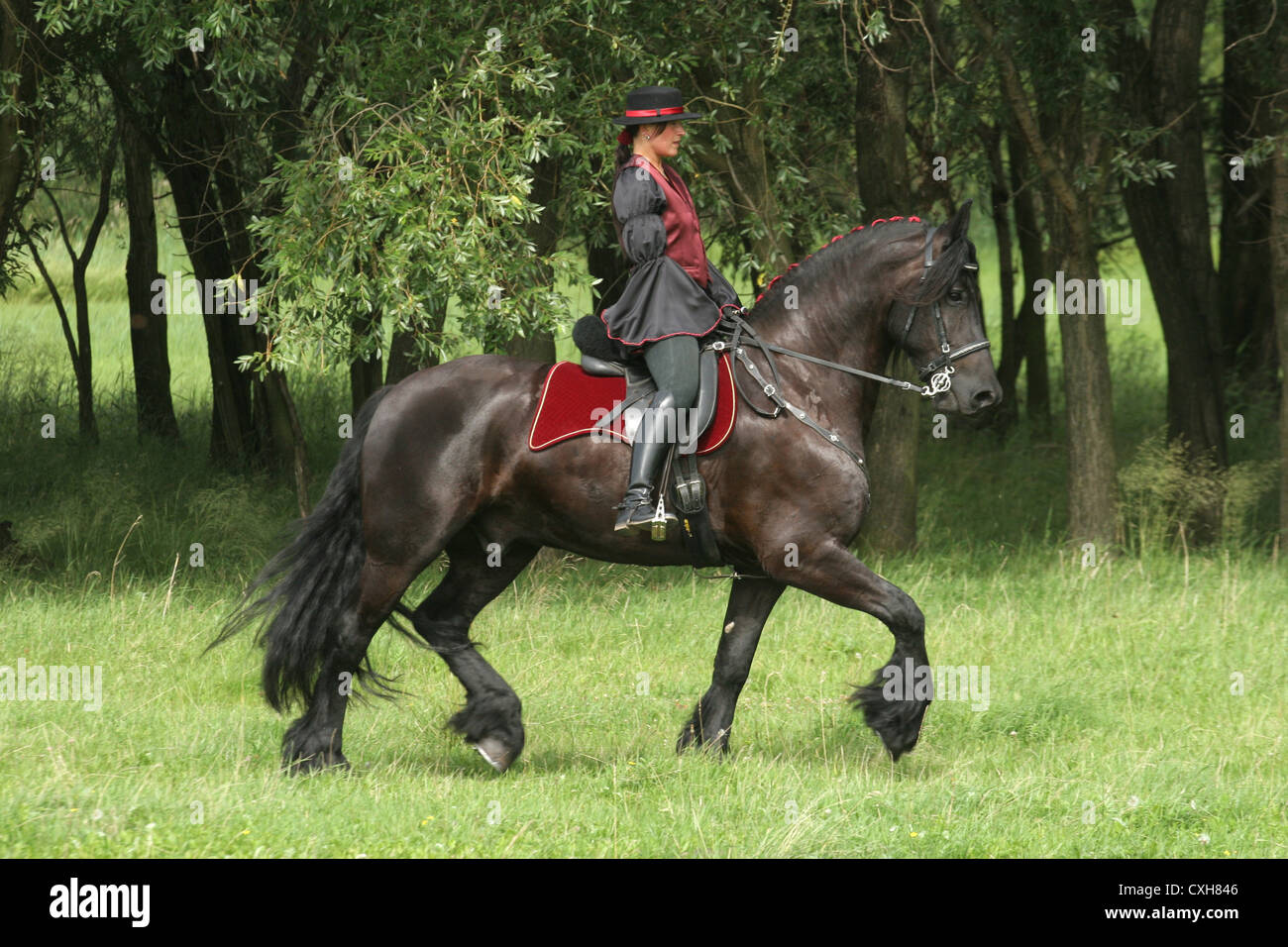 woman with friesian horse at show Stock Photo - Alamy