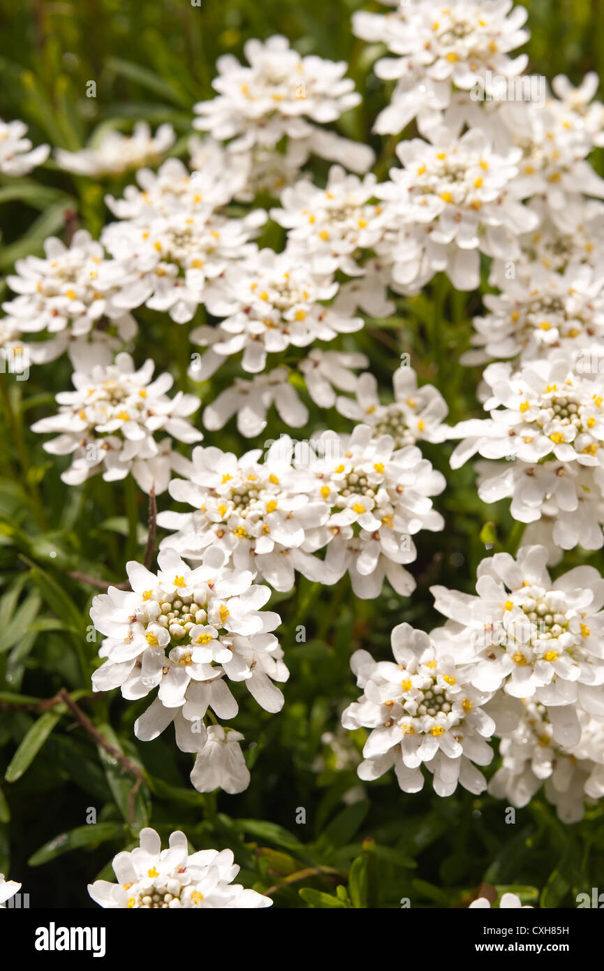 Evergreen candy tuft hi-res stock photography and images - Alamy