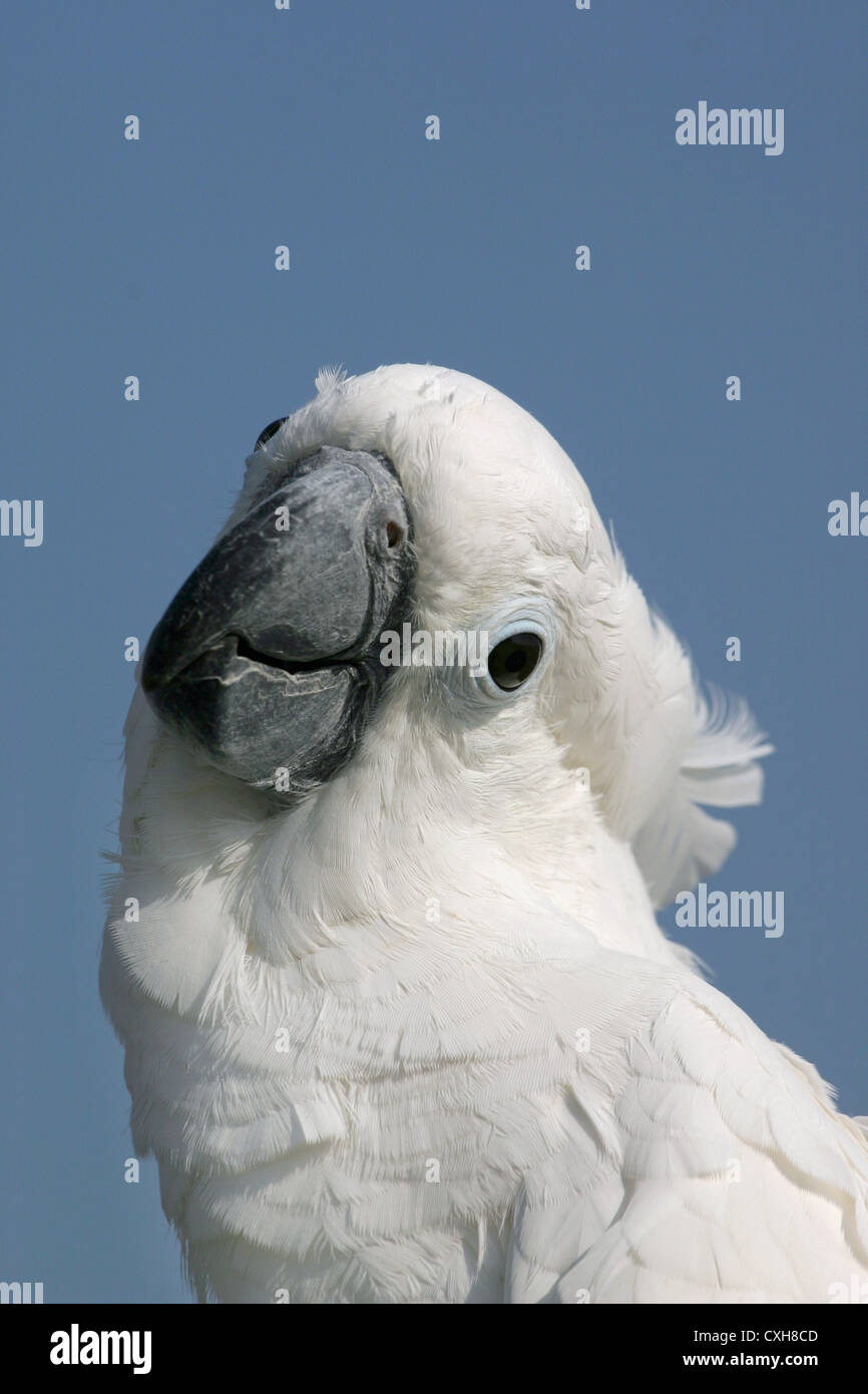 Bright blue cockatoo parrot hi-res stock photography and images - Alamy