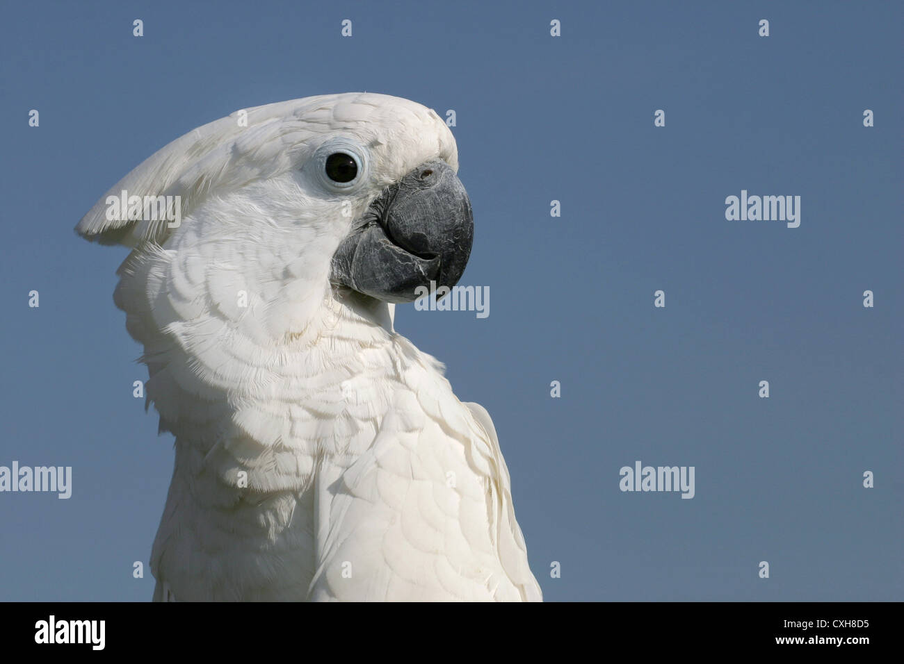 Profile of a cockatoo hi-res stock photography and images - Alamy