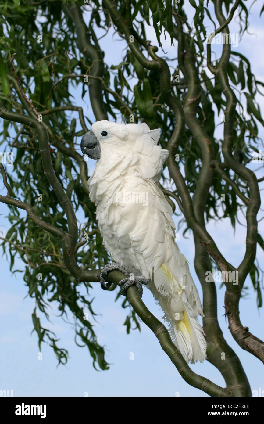 Parrots cockatoo hi-res stock photography and images - Alamy