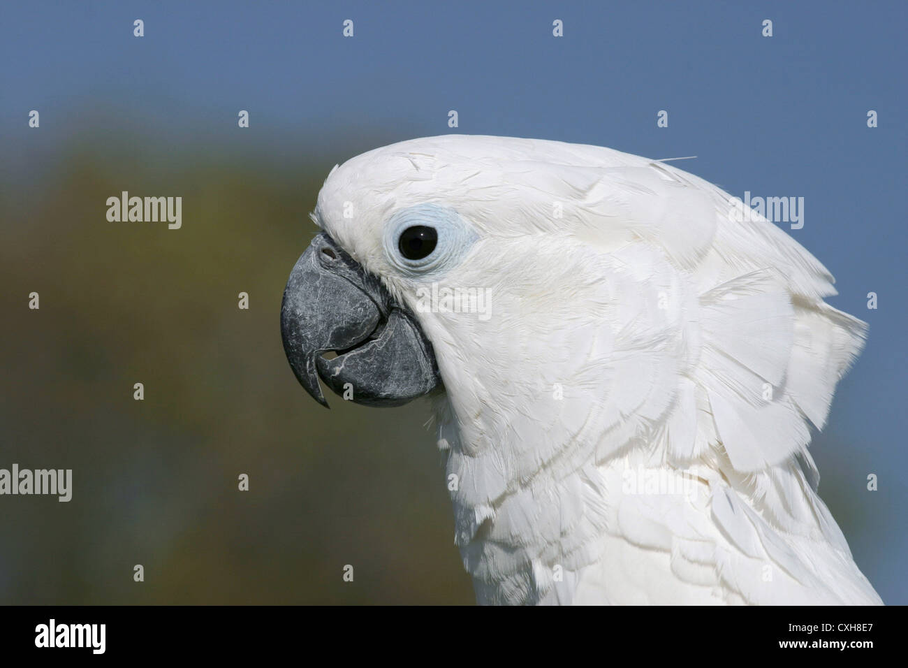 Parrots cockatoo hi-res stock photography and images - Alamy