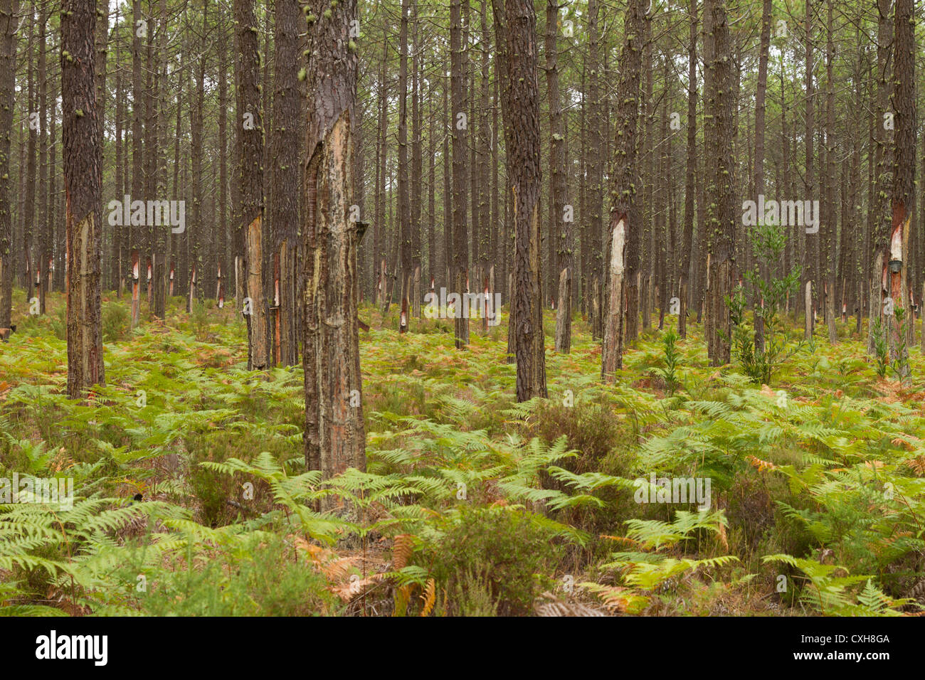 Resin droplet hi-res stock photography and images - Alamy