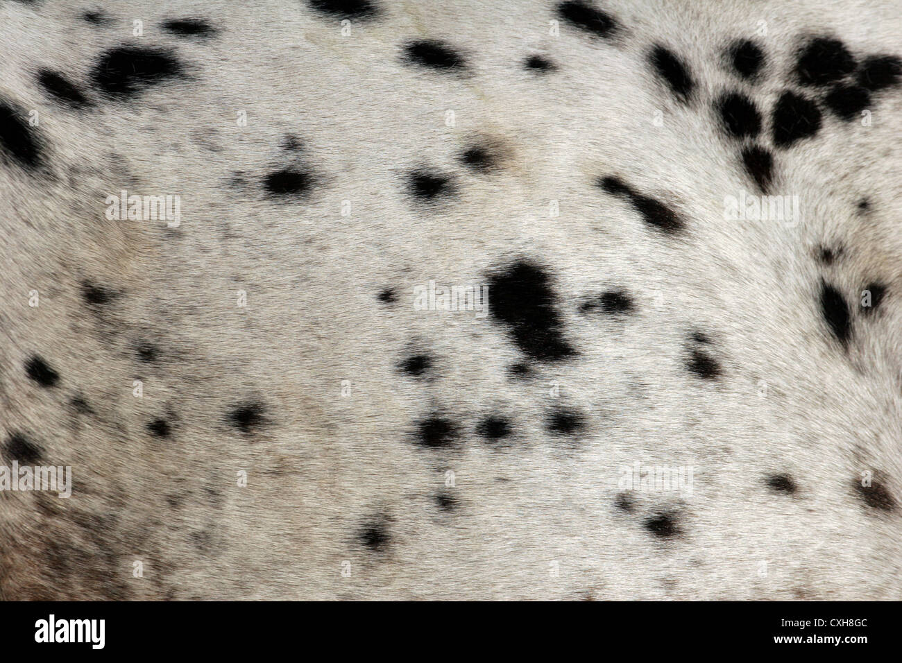 Horse with spotted coat hi-res stock photography and images - Alamy