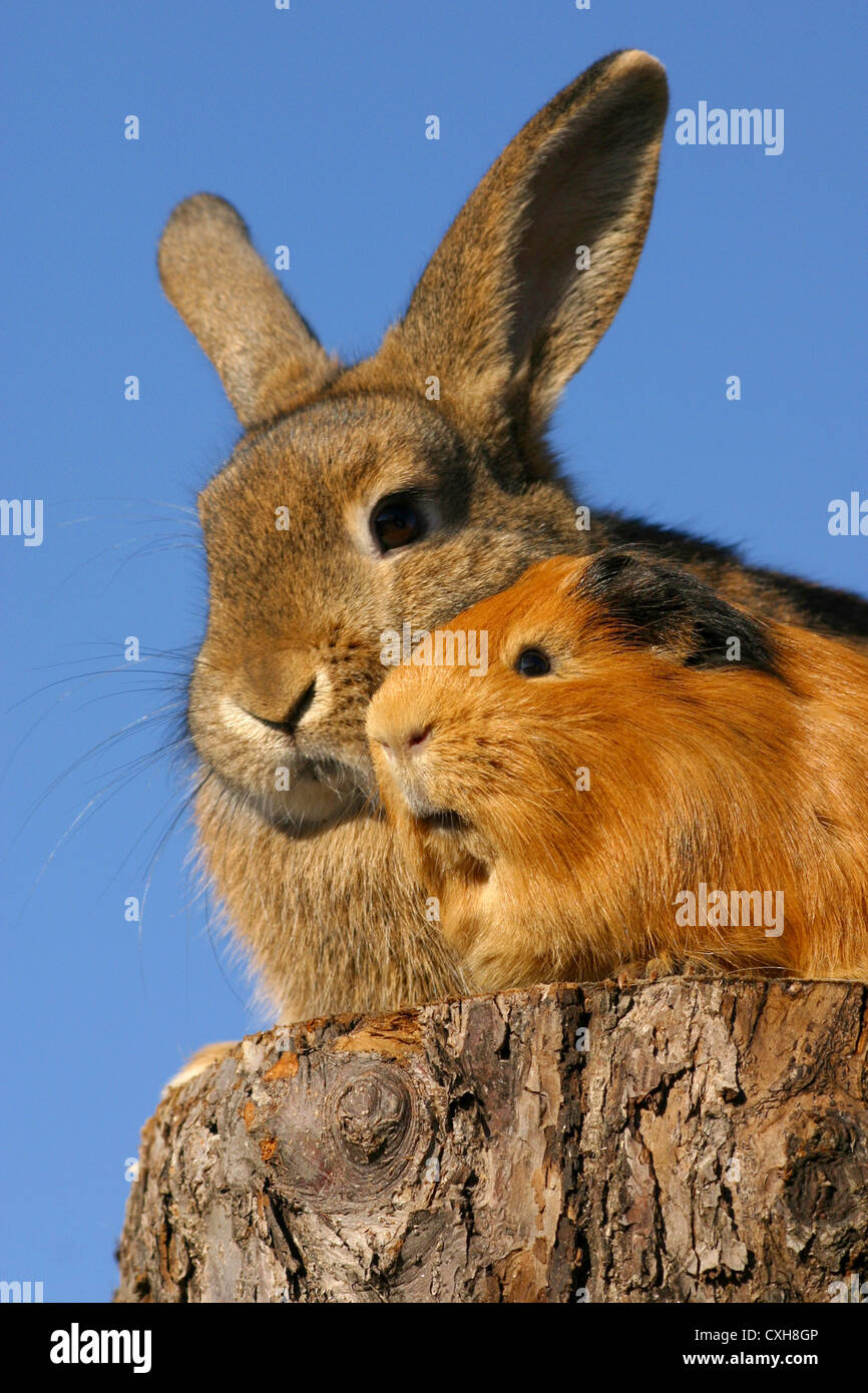Guinea pigs and rabbits hi-res stock photography and images - Alamy