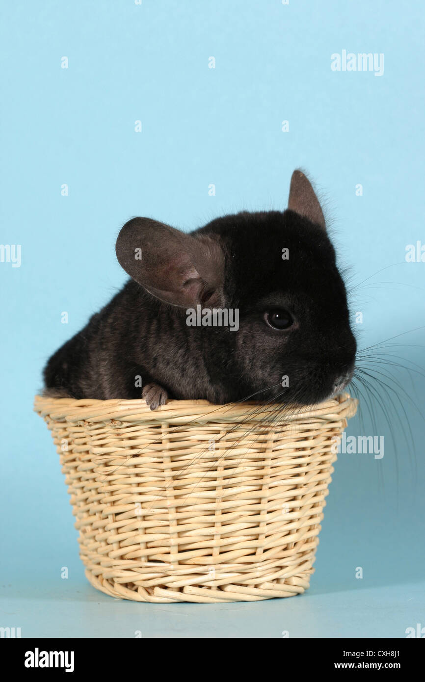 Black chinchilla hi-res stock photography and images - Alamy