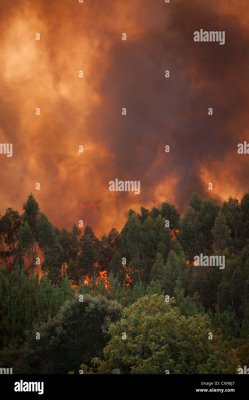 Portugal forest fires hi-res stock photography and images - Alamy