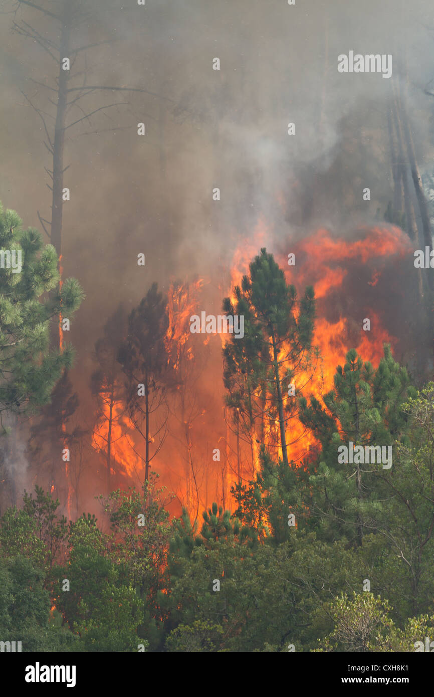 Portugal forest fires hi-res stock photography and images - Alamy