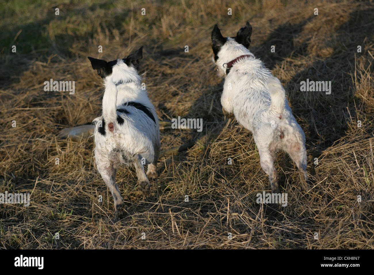 running Jack Russell Terrier Stock Photo - Alamy