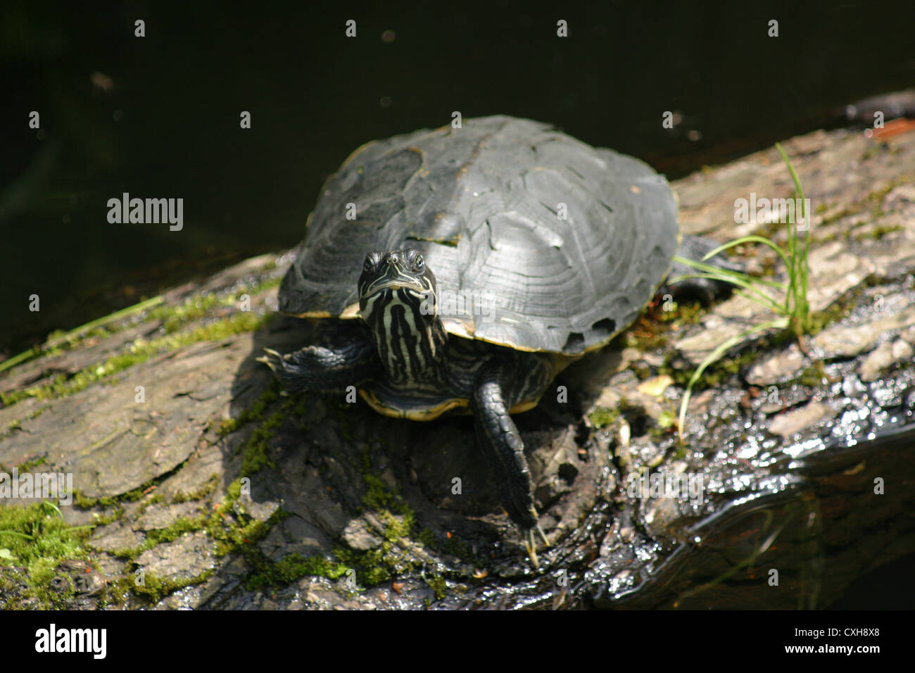Turtle turtles hi-res stock photography and images - Alamy