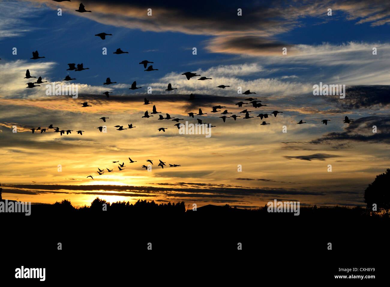 Birds in flight at sunset Stock Photo - Alamy