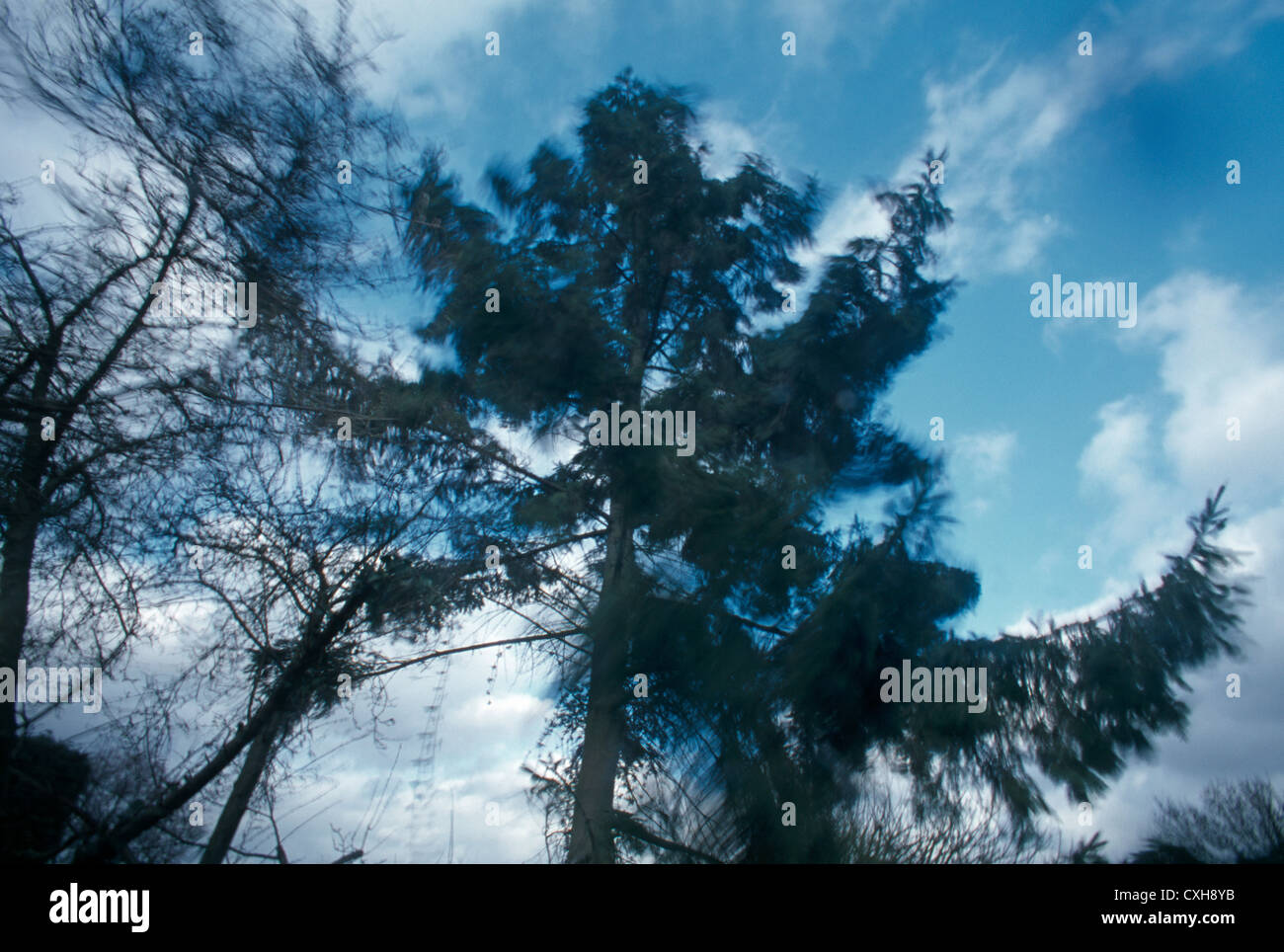 Conifer trees britain hi-res stock photography and images - Alamy