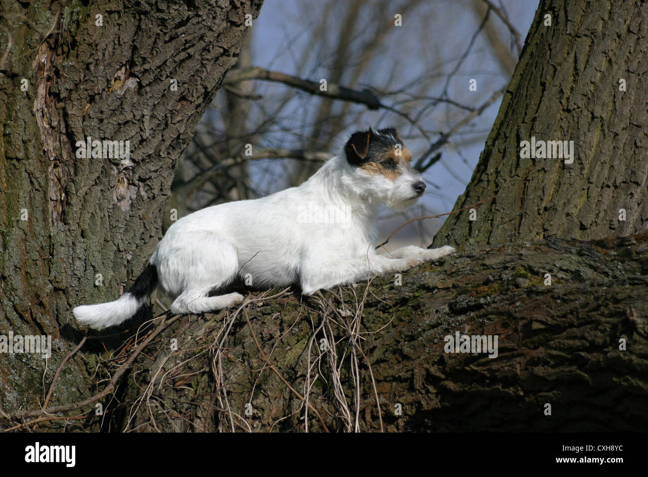 dog on a tree Stock Photo - Alamy