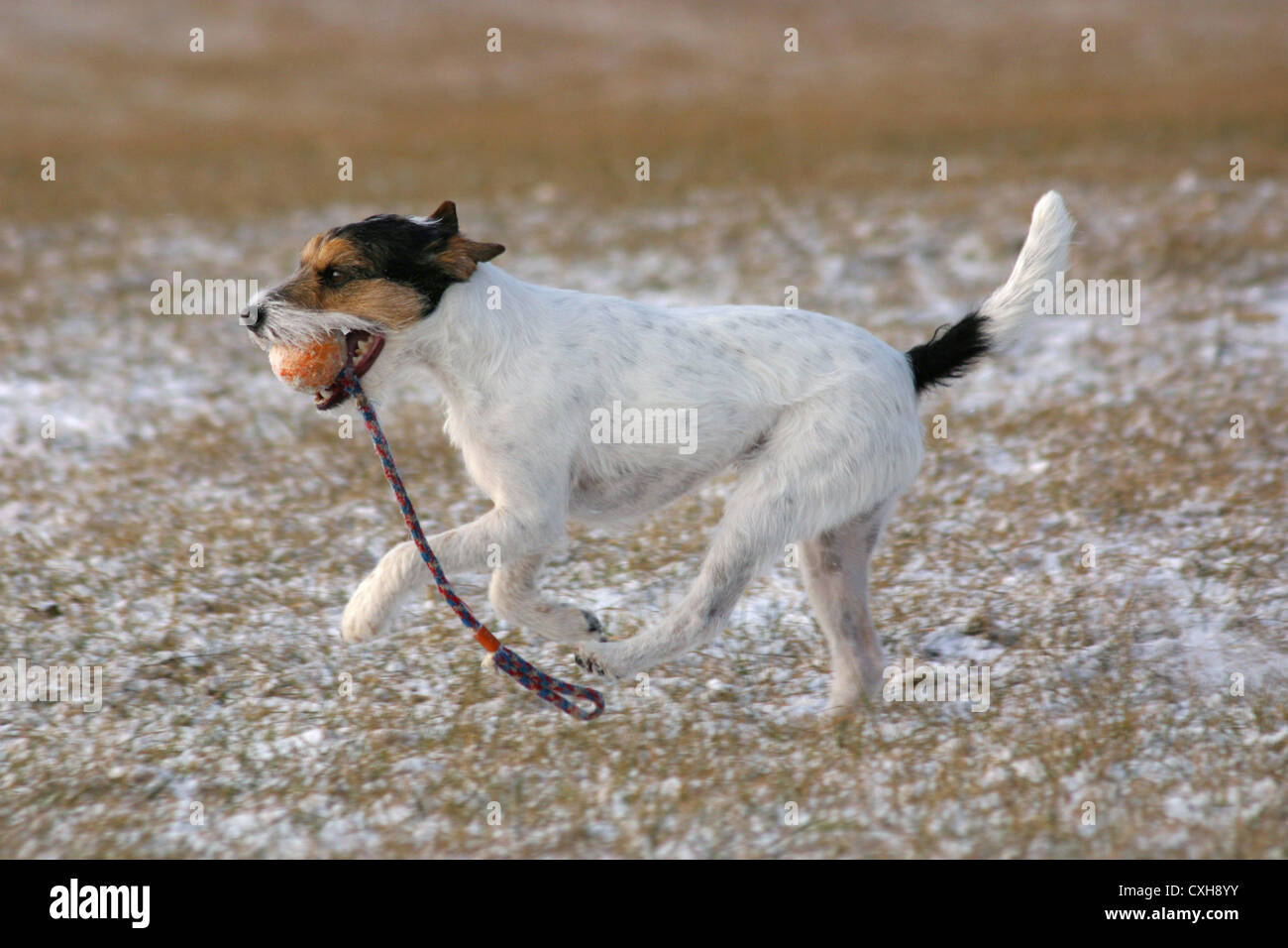 running Parson Russell Terrier Stock Photo - Alamy