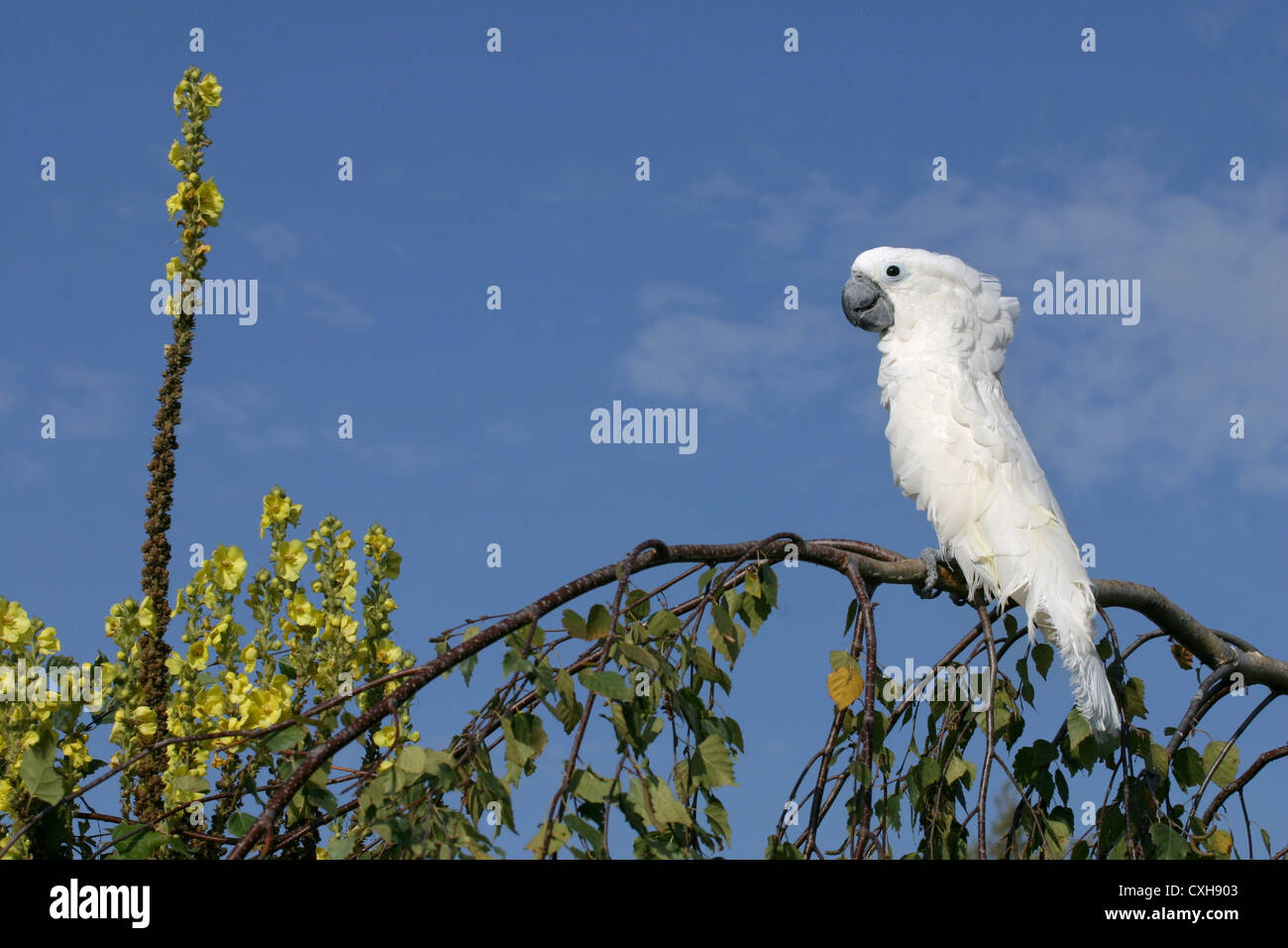 Cockatoo profile hi-res stock photography and images - Alamy