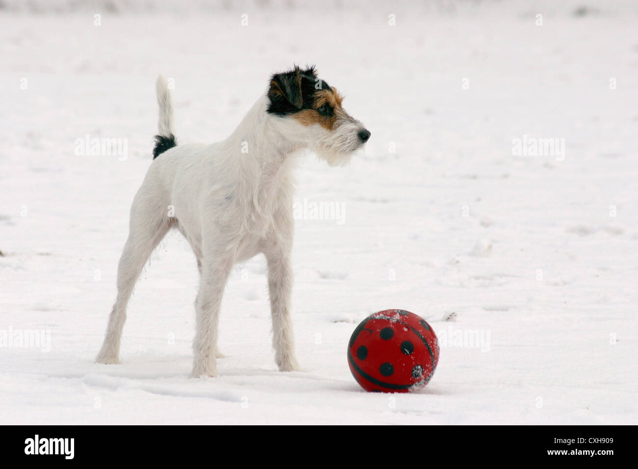 Parson Russell Terrier Stock Photo - Alamy