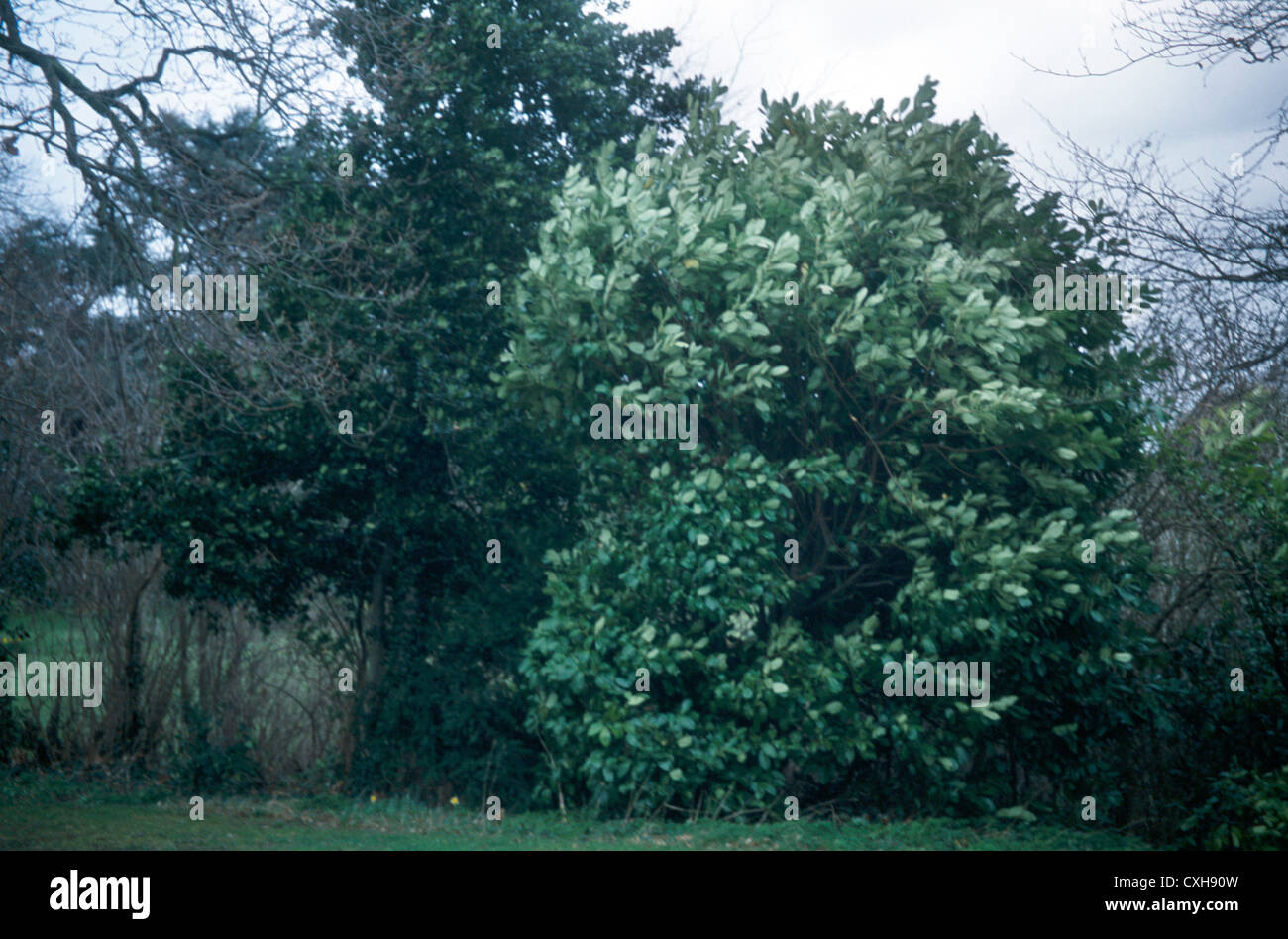 Trees Blowing In The Wind Stock Photo - Alamy
