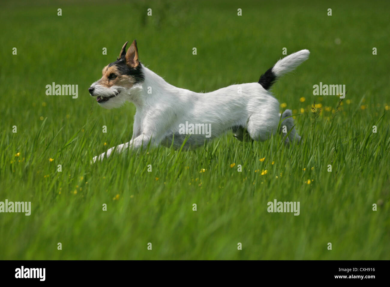 running Parson Russell Terrier Stock Photo - Alamy