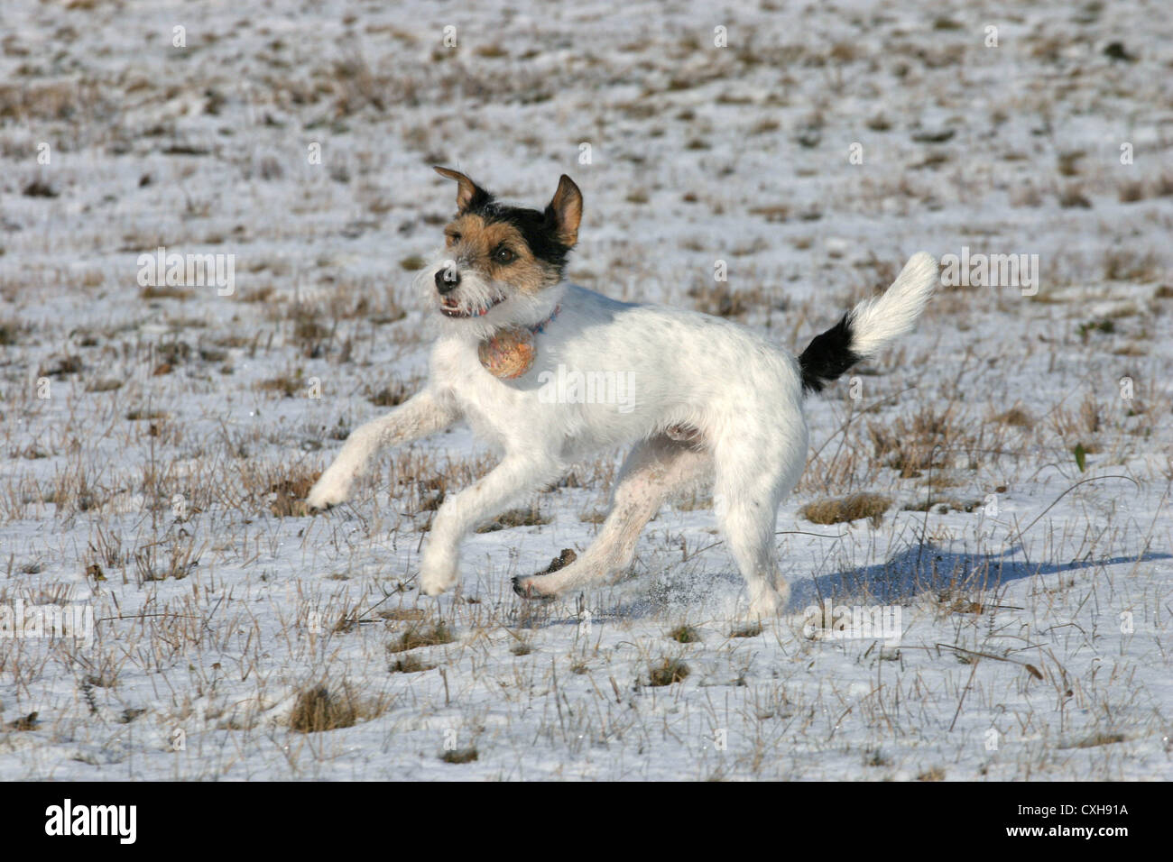 running Parson Russell Terrier Stock Photo - Alamy