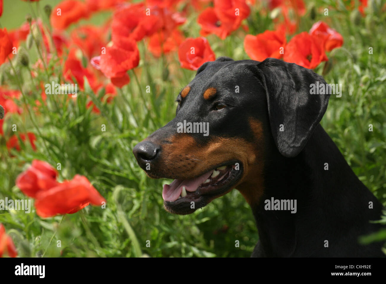 Doberman Pinscher in Poppy Stock Photo - Alamy