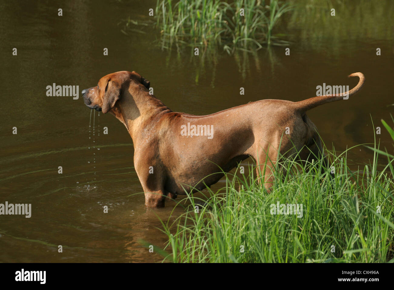 Rigeback hi-res stock photography and images - Alamy
