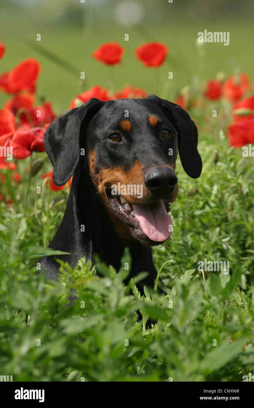Doberman dogs hi-res stock photography and images - Alamy