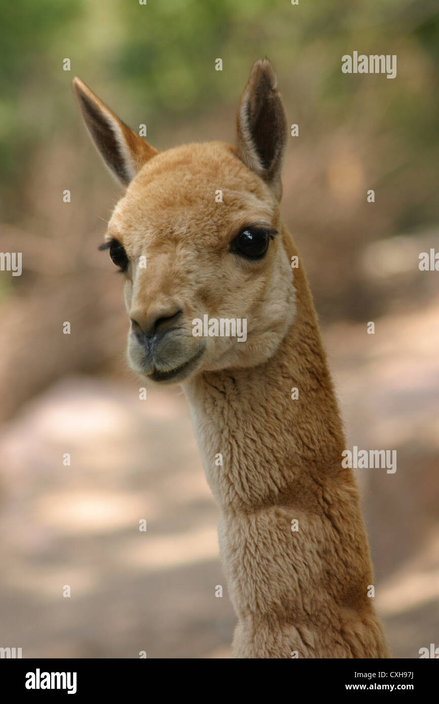 Llamas head hi-res stock photography and images - Alamy