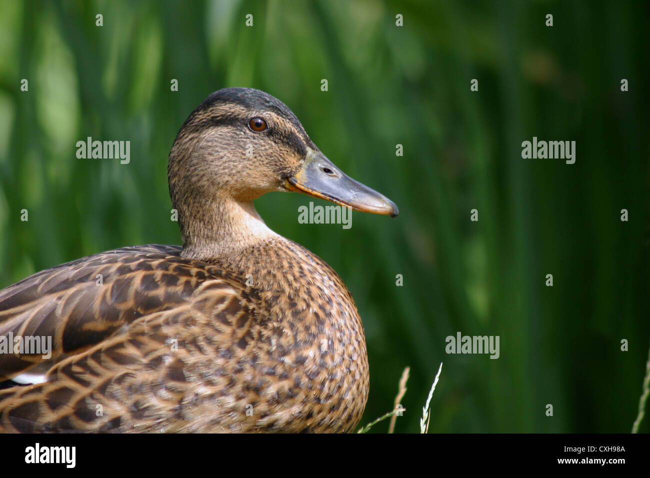 Mallard duck side view hi-res stock photography and images - Alamy