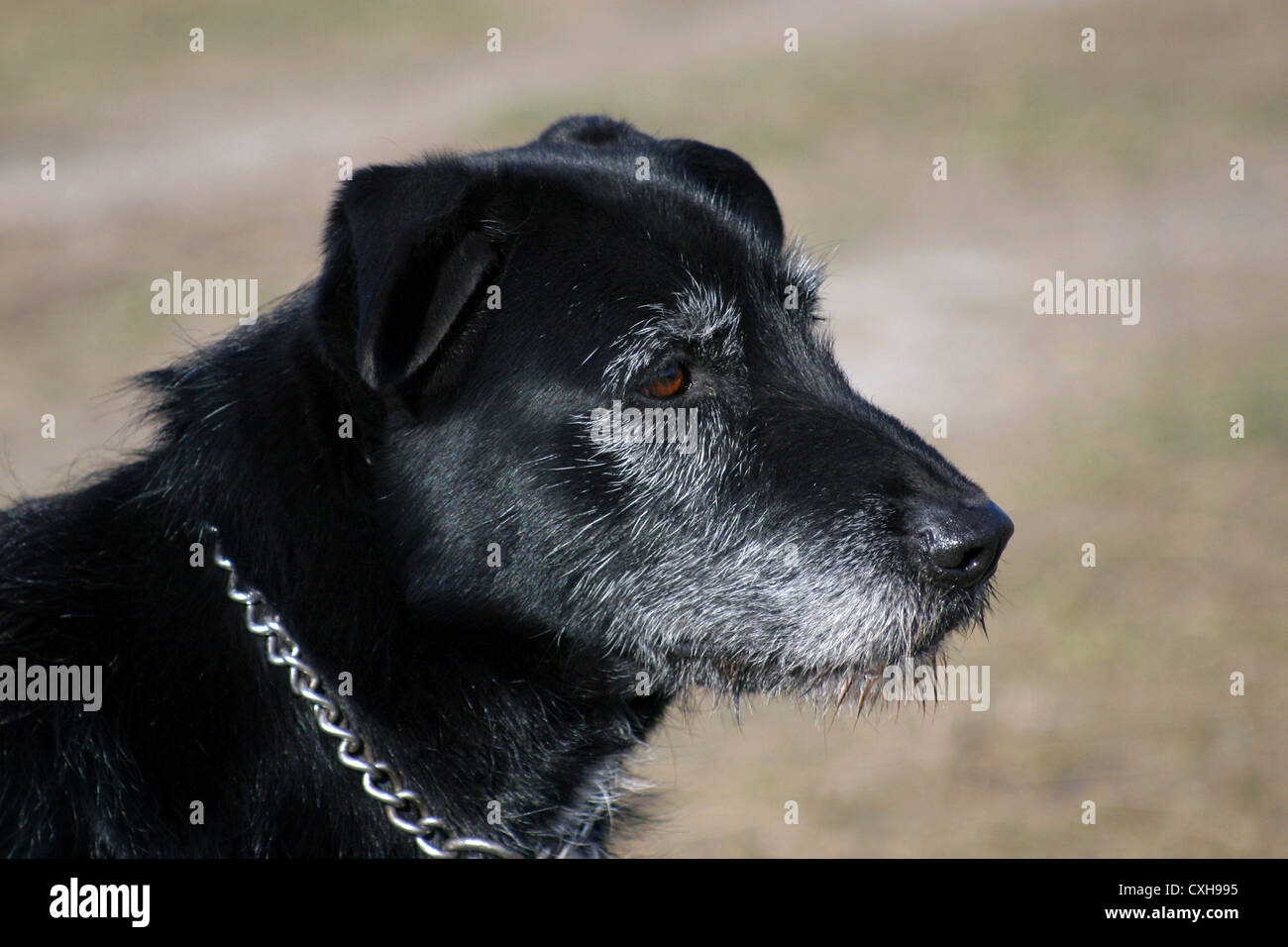 Side view of dogs head hi-res stock photography and images - Alamy
