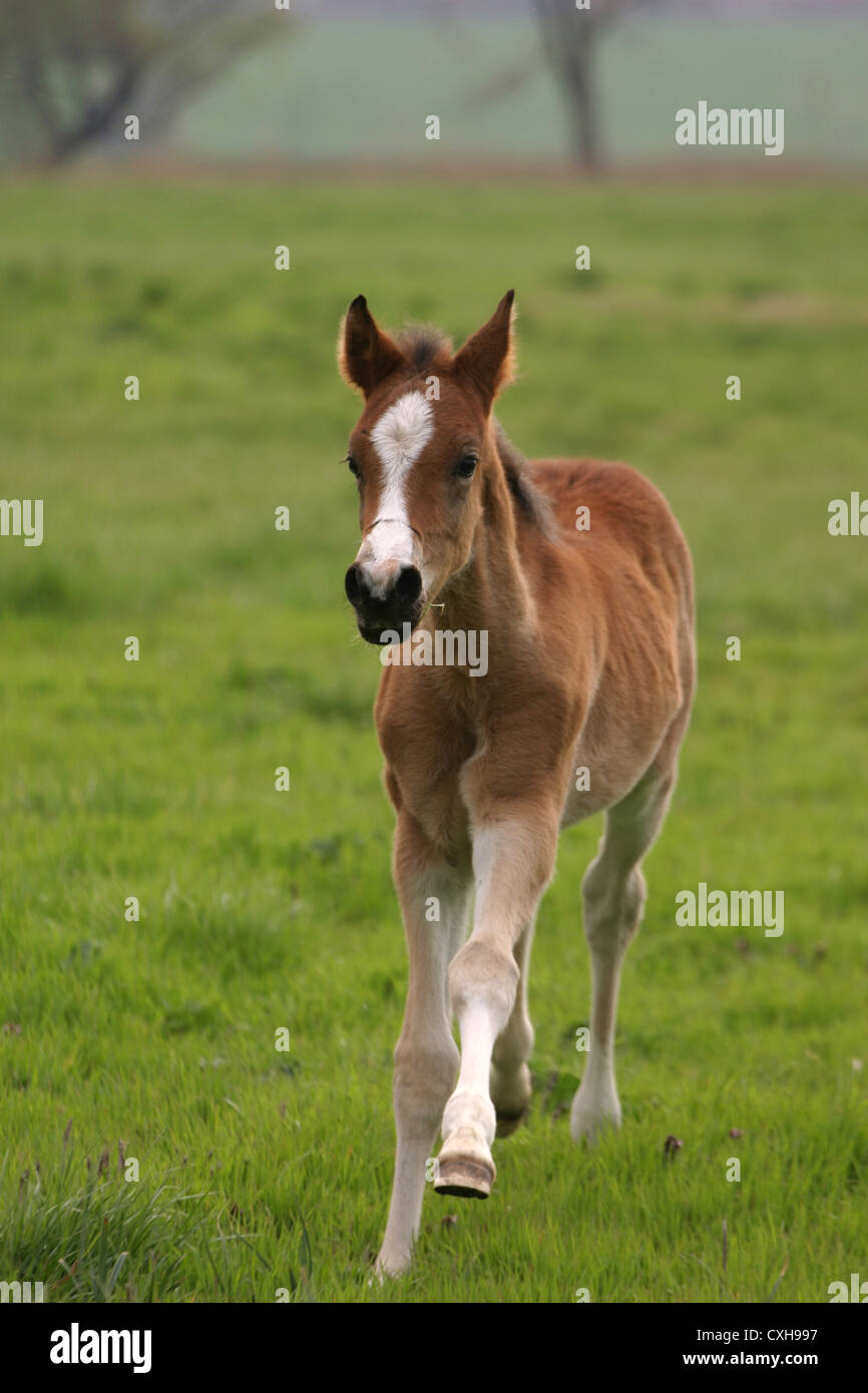 Running equidae hi-res stock photography and images - Alamy
