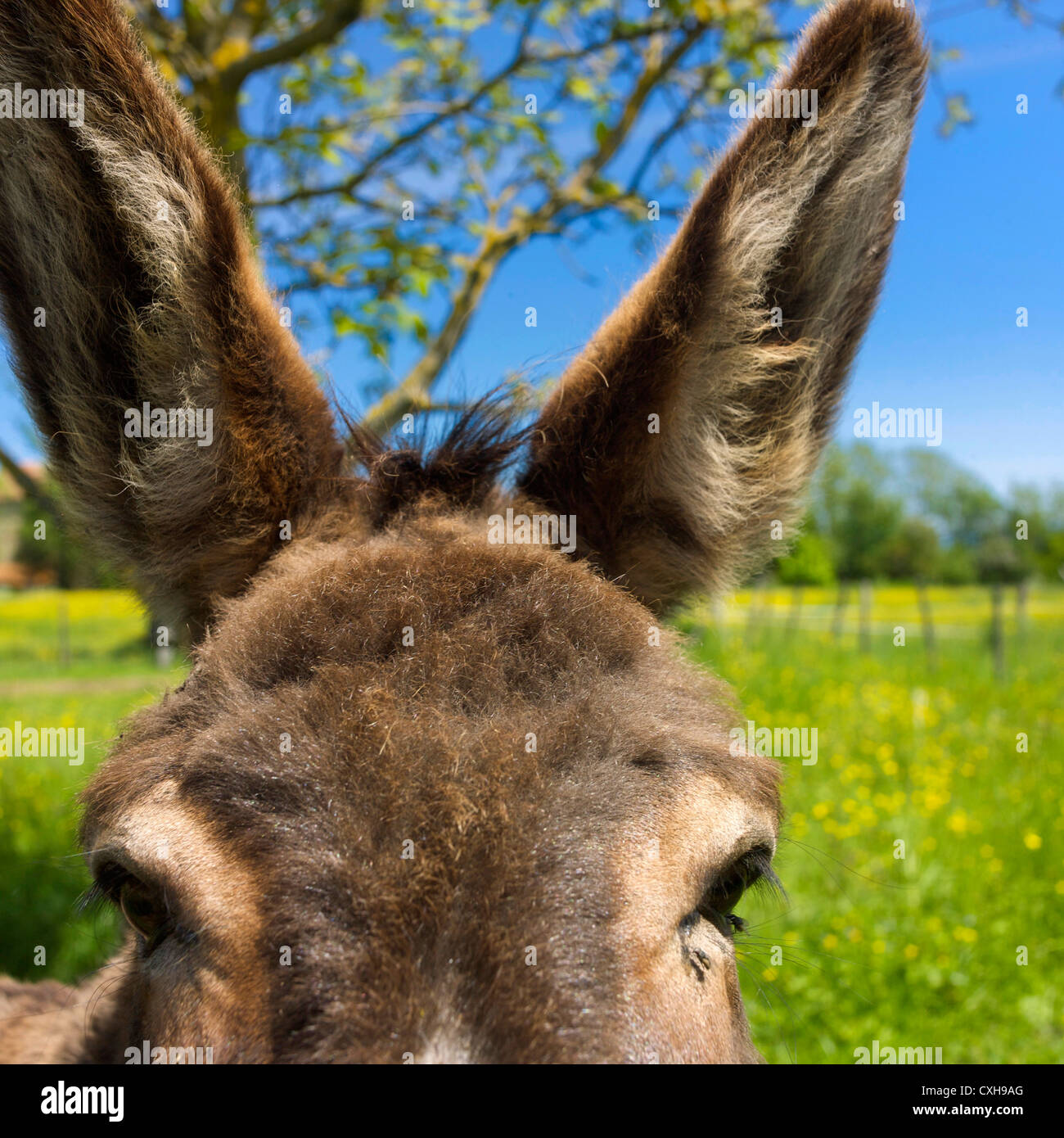 Donkey's ears, closeup Stock Photo - Alamy