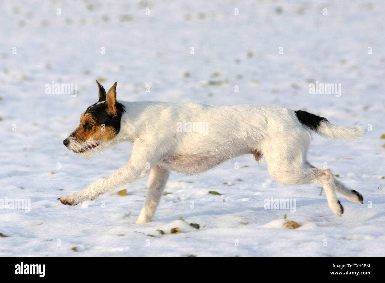 running Parson Russell Terrier Stock Photo - Alamy