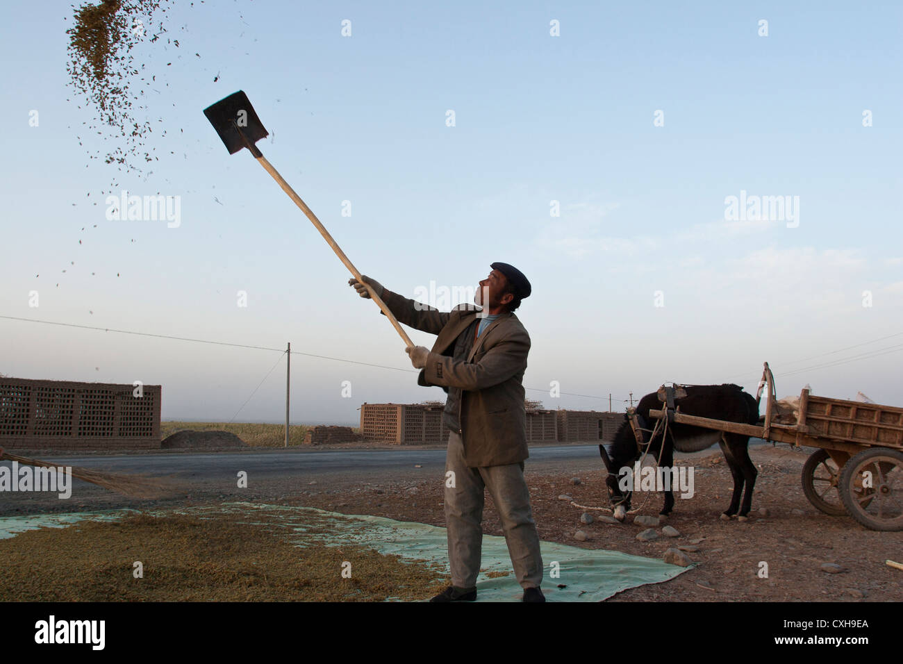 Uighur men winnow raisins by the side of the road in a village outside ...