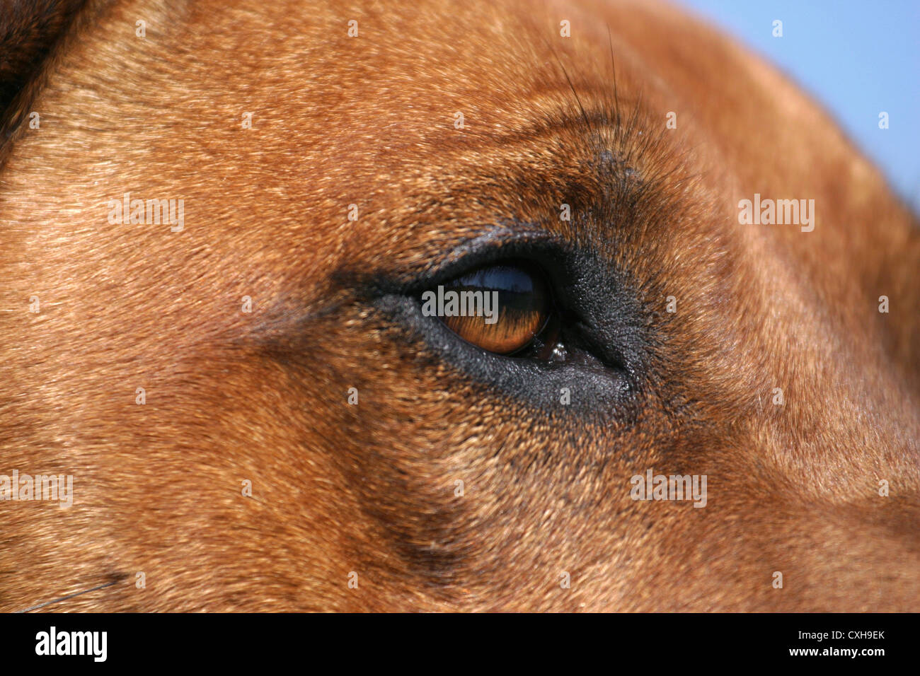 Rhodesian ridgeback eyes hi-res stock photography and images - Alamy