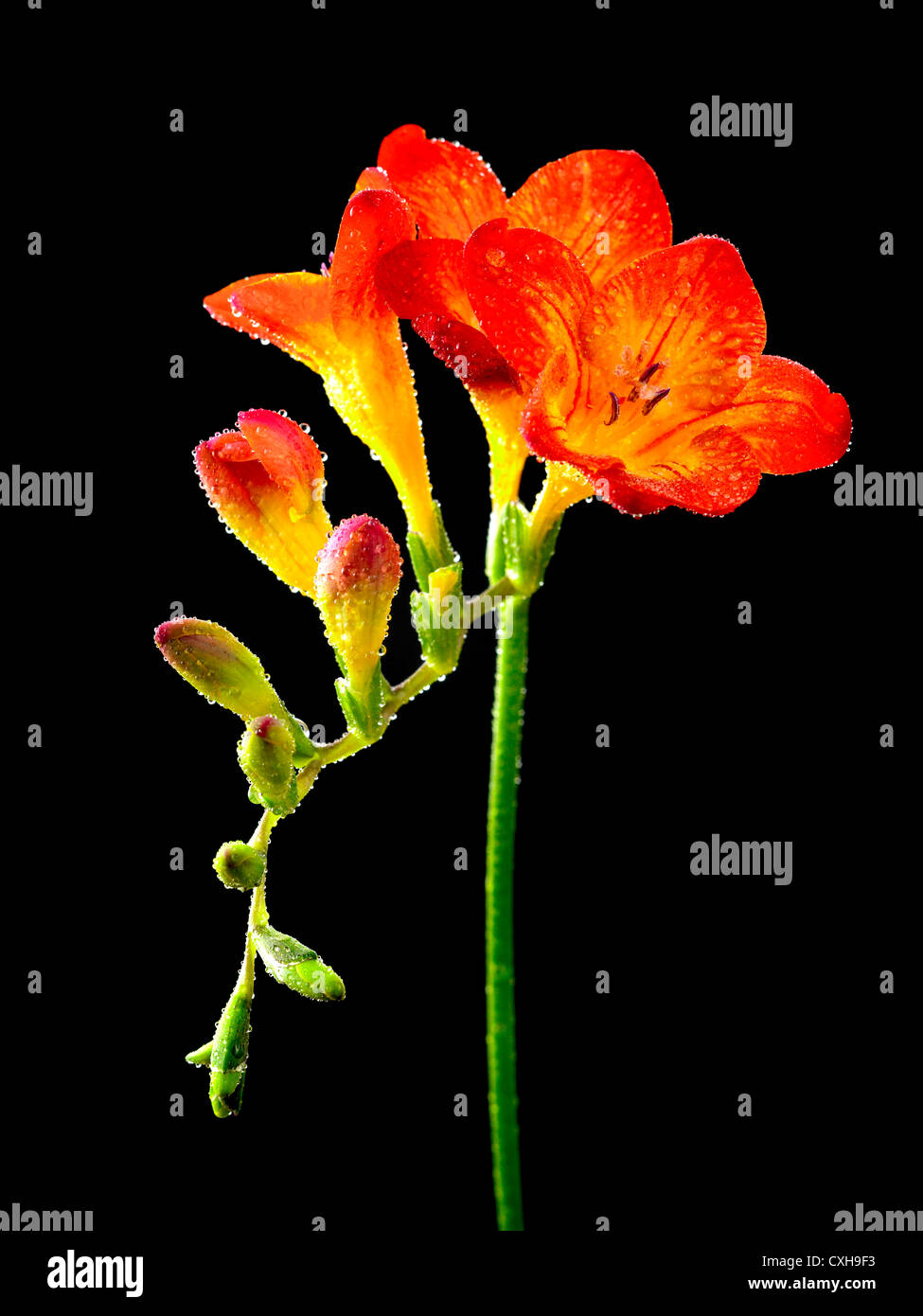 Freesia. Common name Freesia Stock Photo - Alamy
