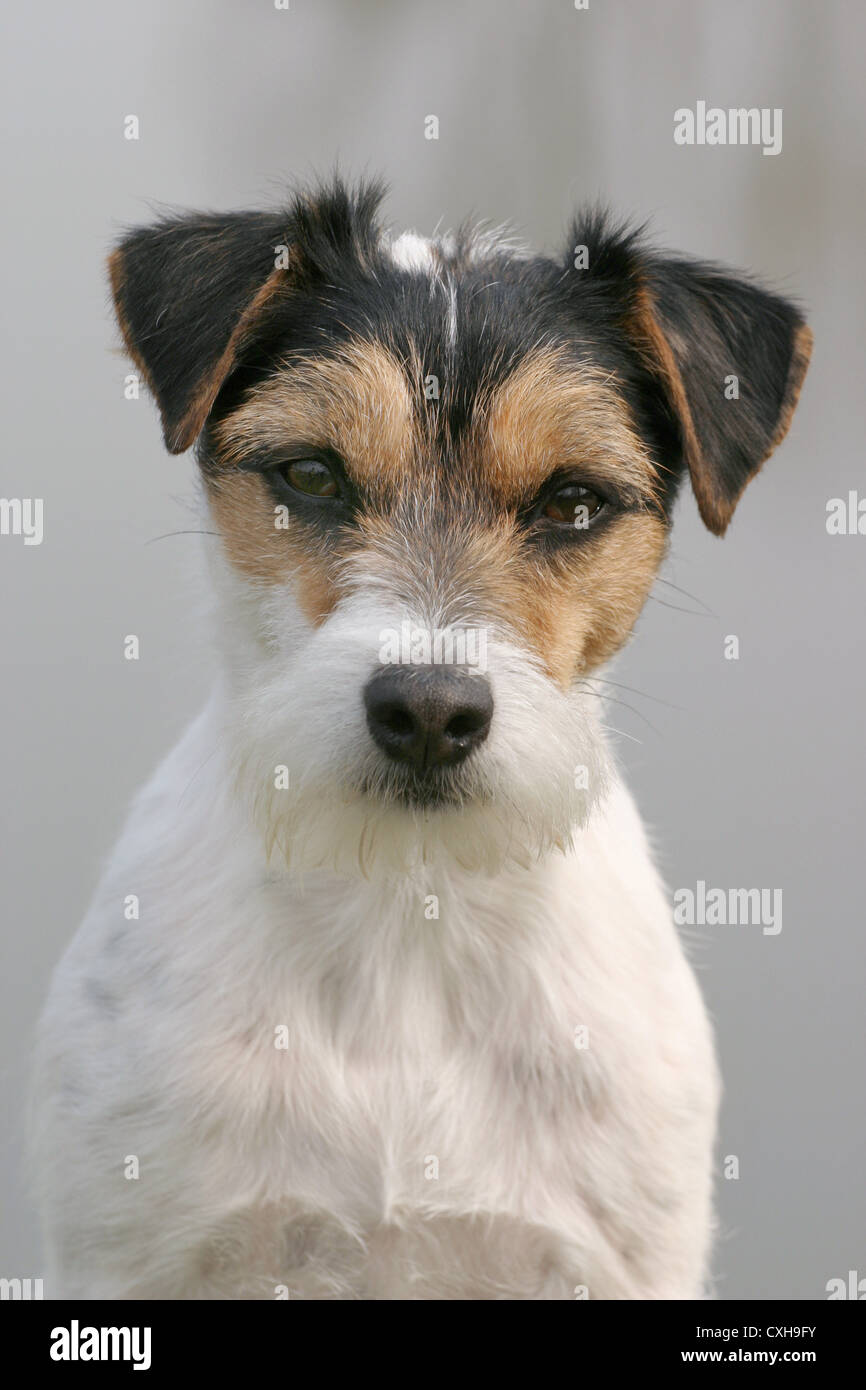 Parson Russell Terrier Portrait Stock Photo - Alamy