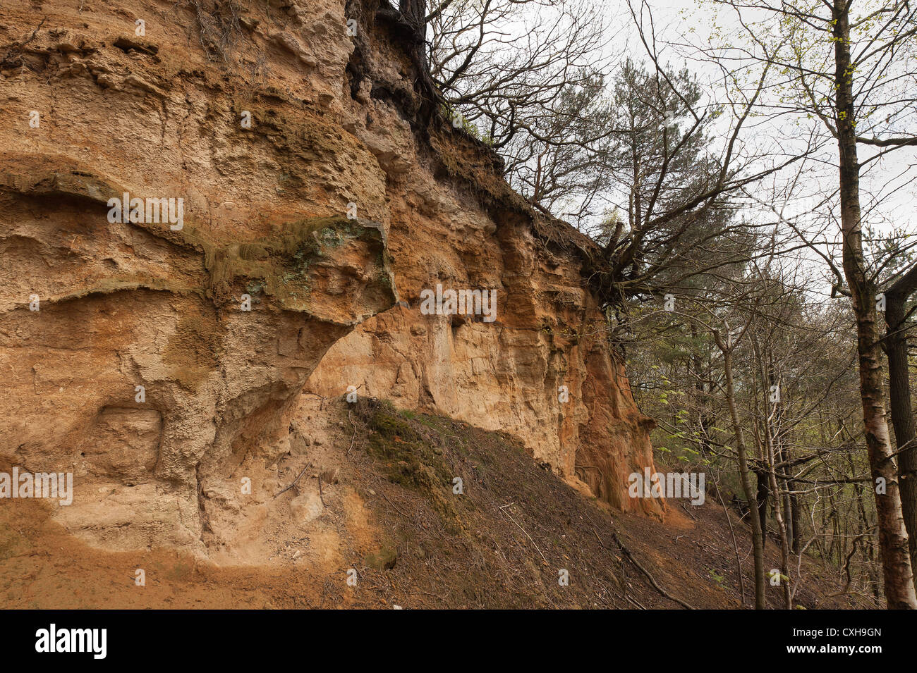 Greensand Ridge sandstone deposits tree hangs on this secluded cliff ...