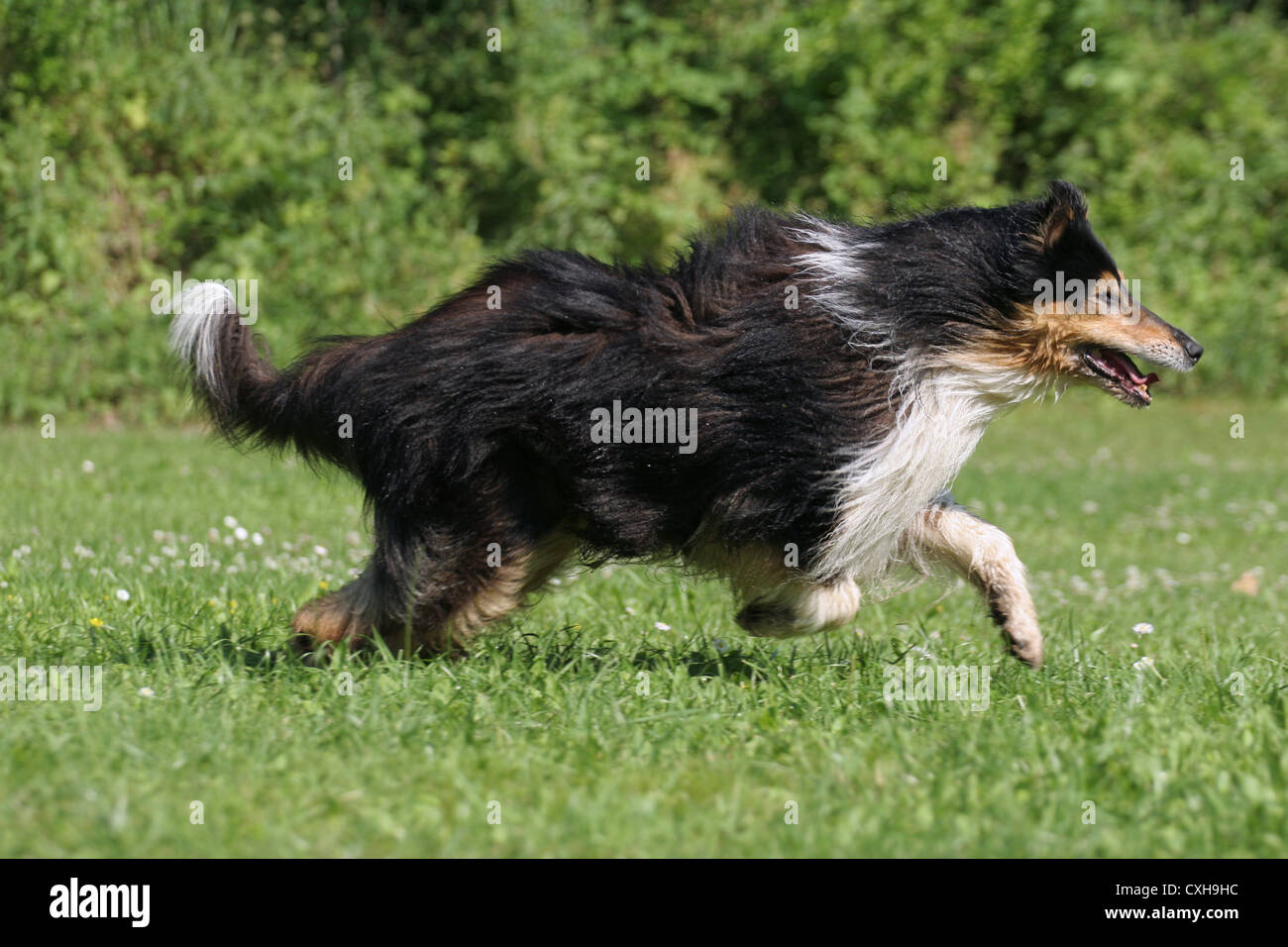 Rough and smooth collie hi-res stock photography and images - Alamy