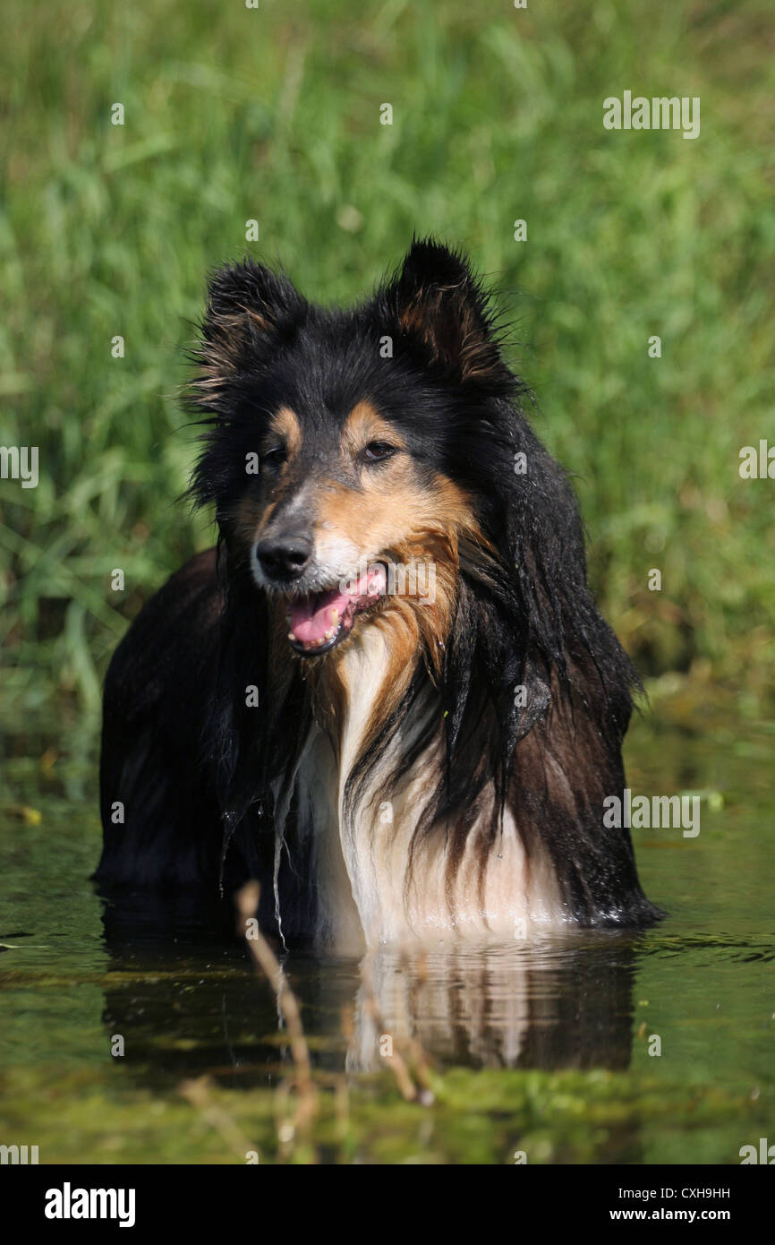 Collie in the water Stock Photo - Alamy