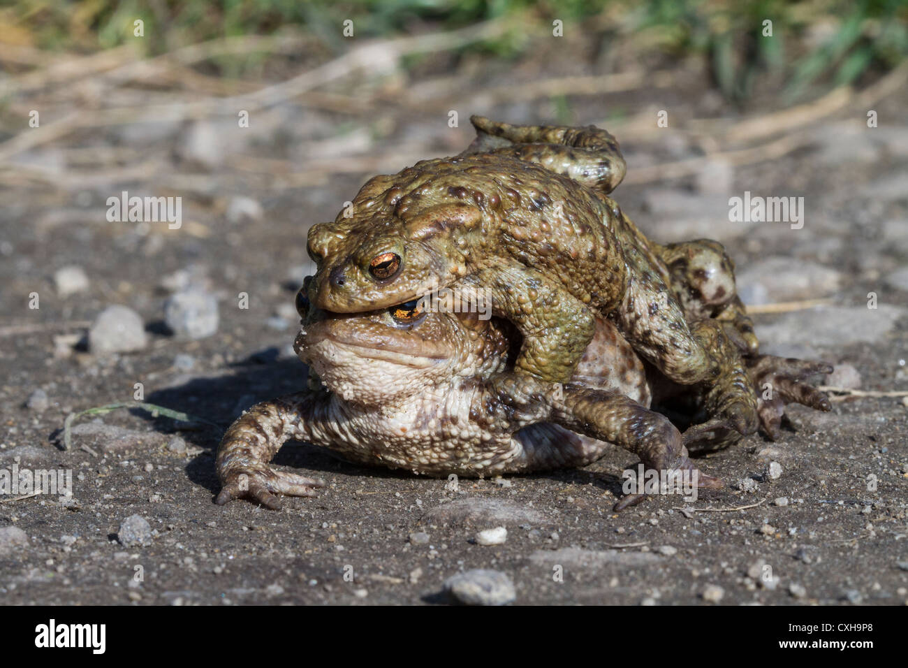 Common toads mating ( in amplexus Stock Photo - Alamy