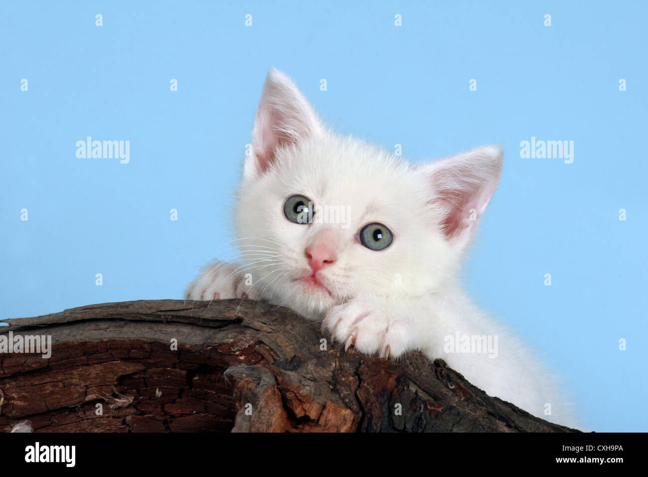 White kittens hi-res stock photography and images - Alamy