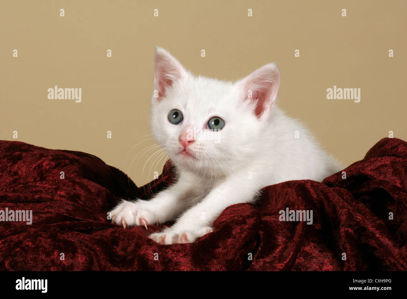 White kittens hi-res stock photography and images - Alamy