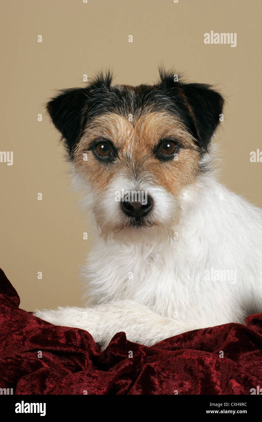 Parson Russell Terrier Stock Photo - Alamy