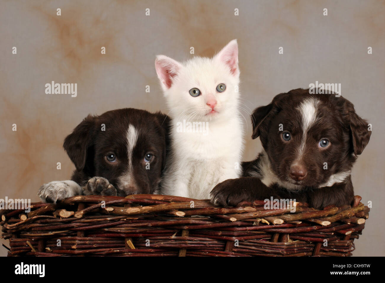 puppy & kitten Stock Photo - Alamy