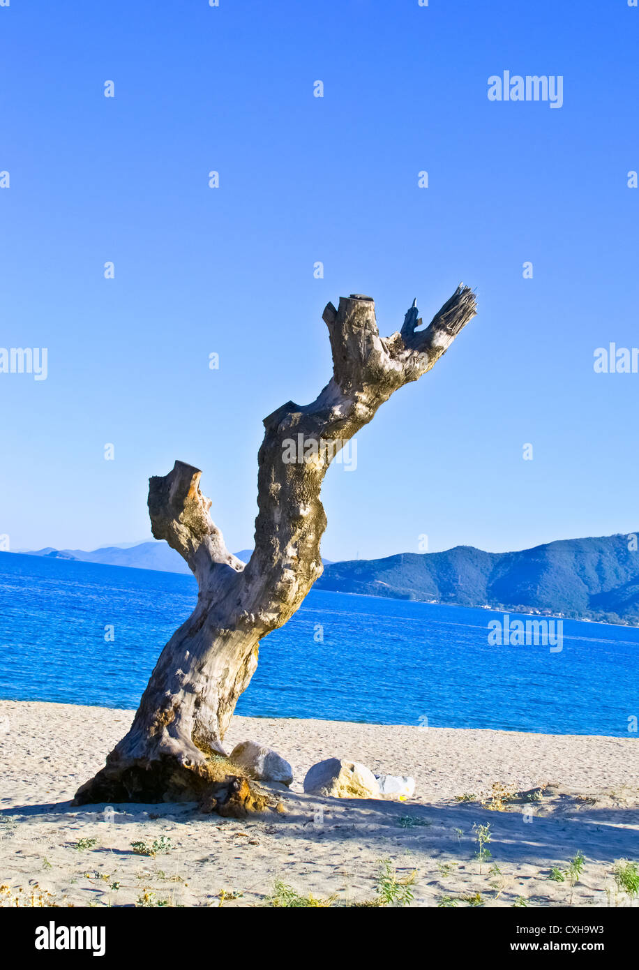 Old dead tree on beach hi-res stock photography and images - Alamy